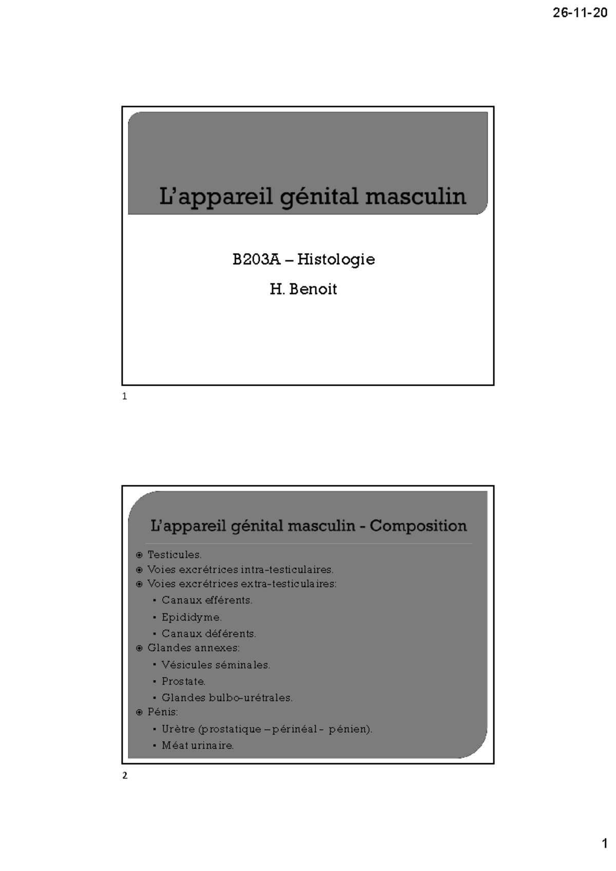 Cours d’histologie sur l’appareil génital de l’homme - B203A ...