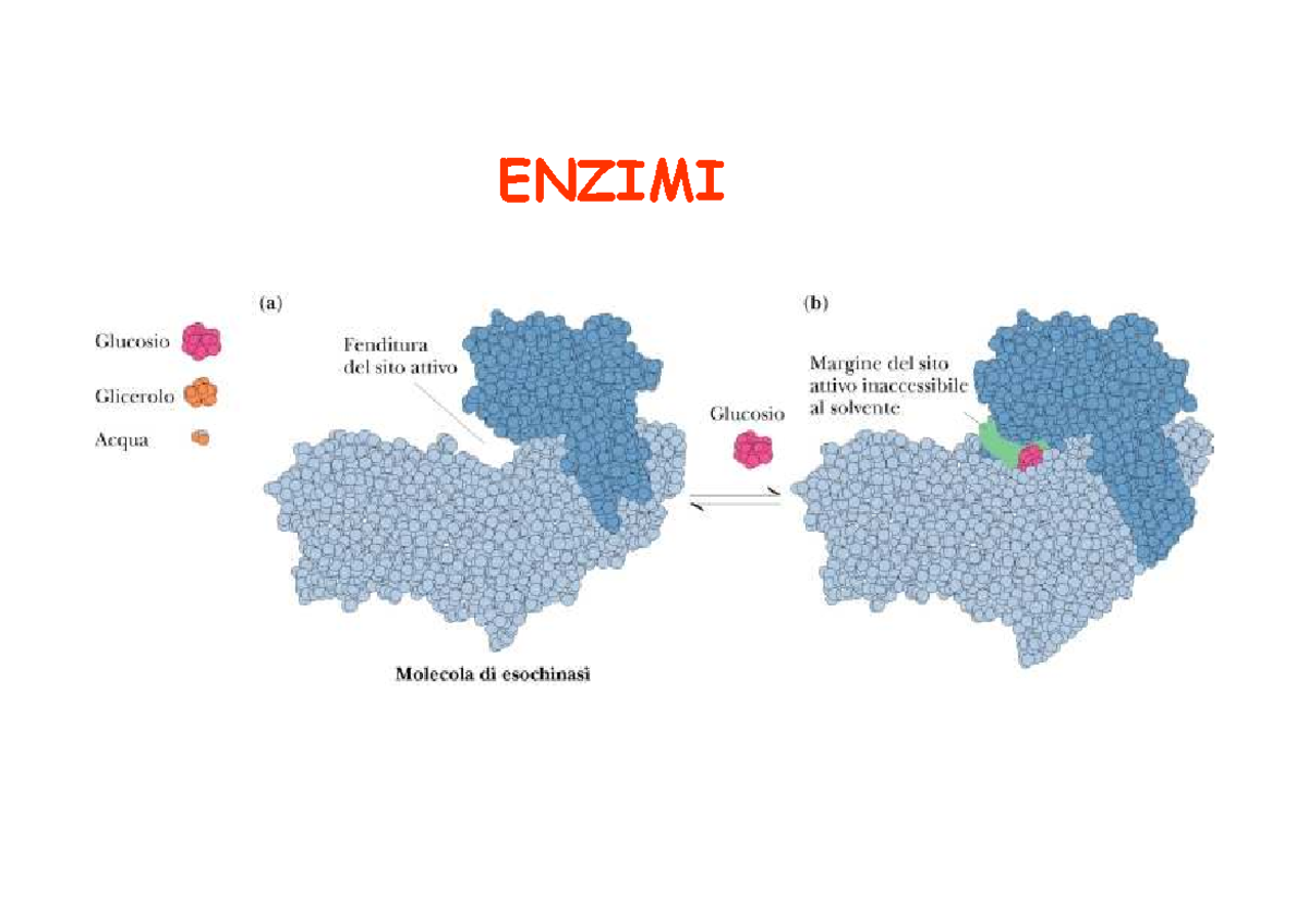 Enzimi - - Studocu