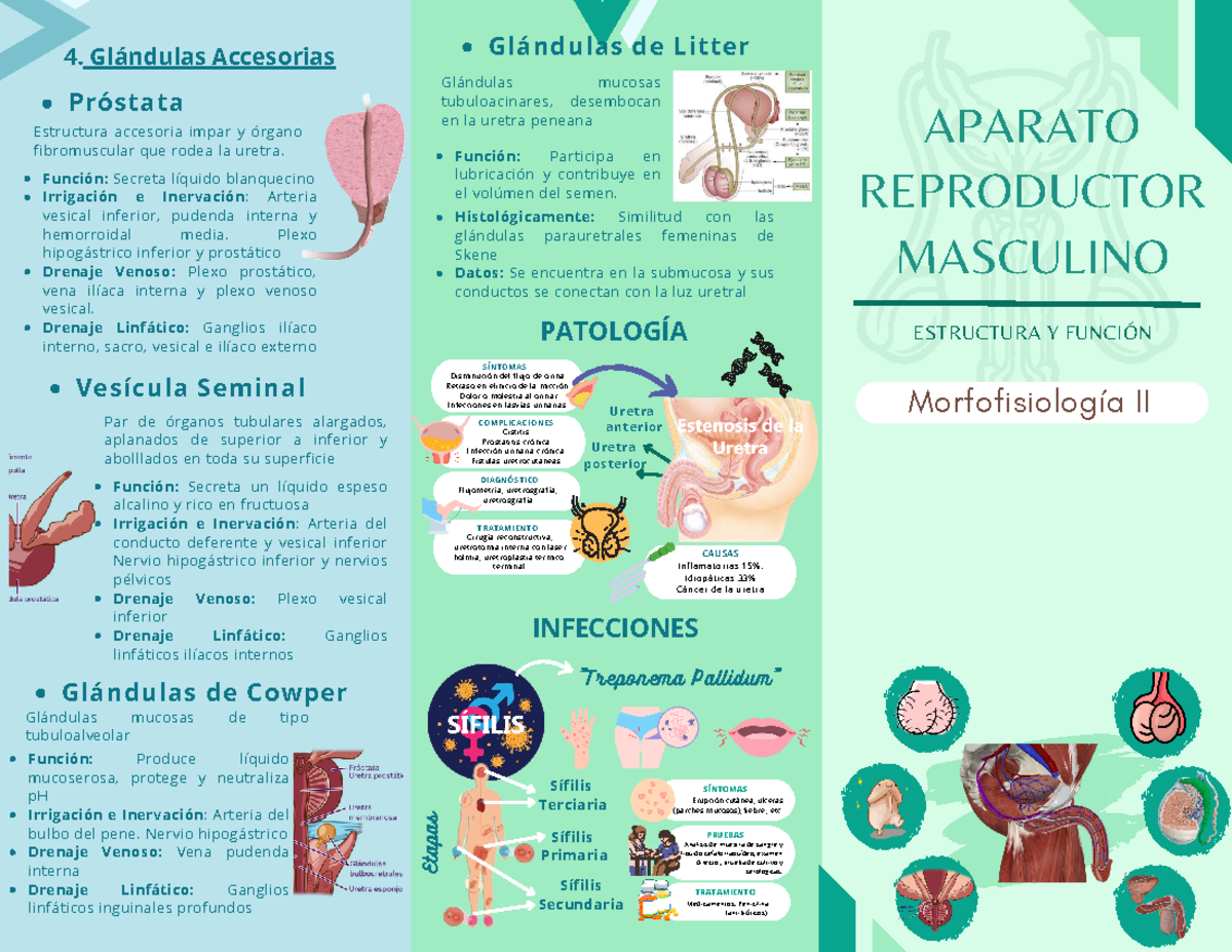 Triptico - Aparato Reproductor Masculino - APARATO REPRODUCTOR MASCULINO Estructura accesoria ...