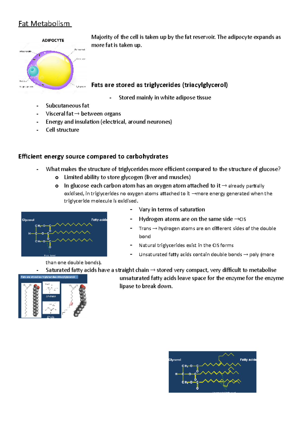 BGM1002 - Lecture notes 30 - Fat Metabolism Majority of the cell is ...