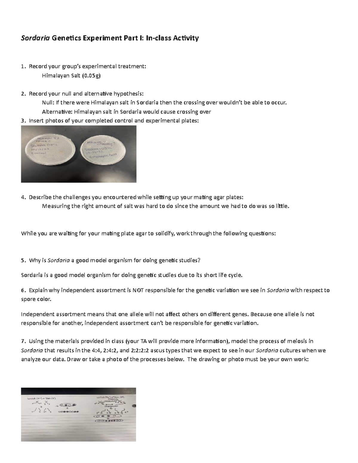 In Lab6 assignment - in lab 6 - Sordaria Genetics Experiment Part I: In ...