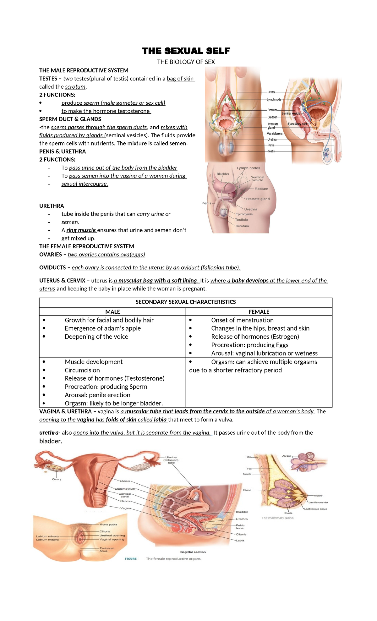 THE Sexual SELF - science - THE SEXUAL SELF THE BIOLOGY OF SEX THE MALE REPRODUCTIVE SYSTEM ...