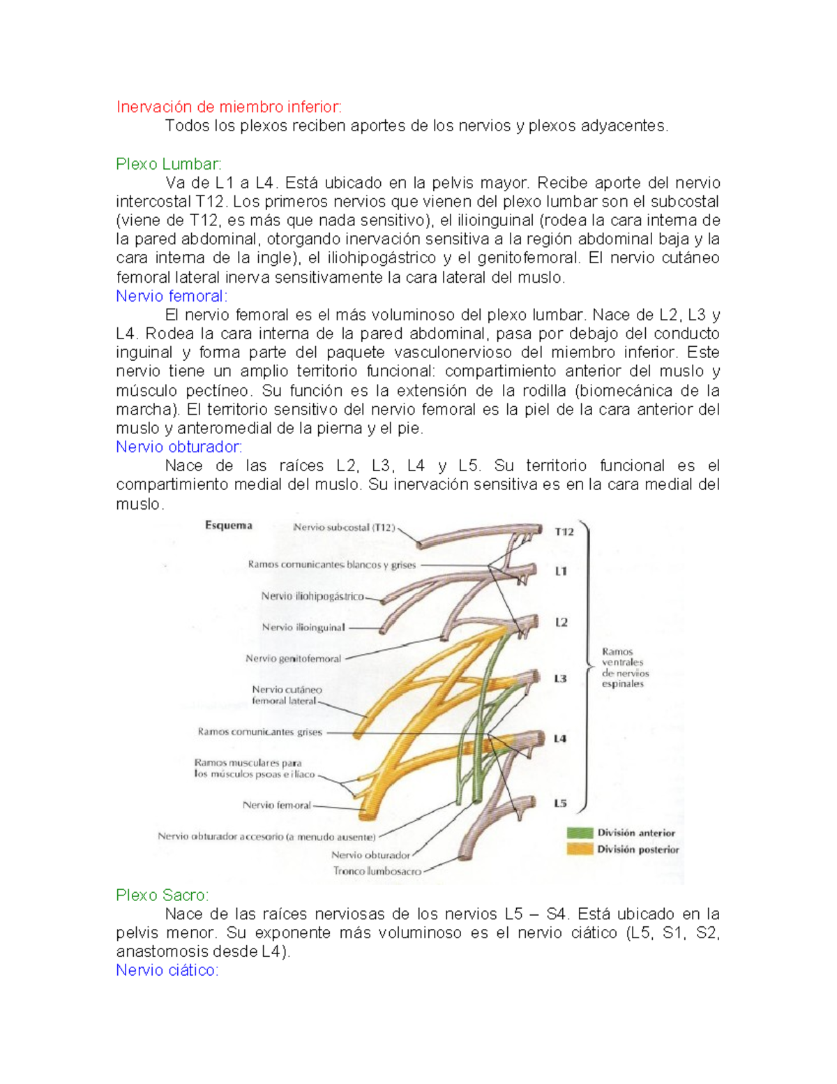 Inervacion de Miembro Inferior - Inervación de miembro inferior: Todos ...