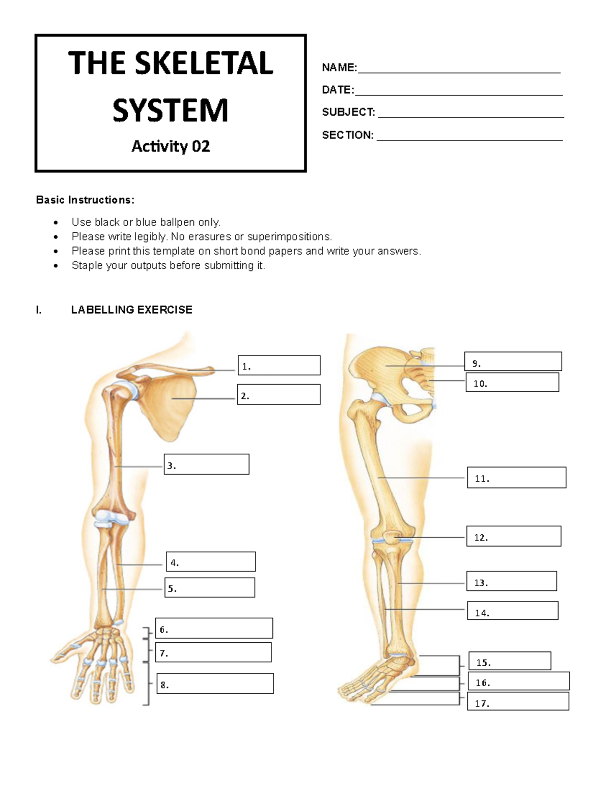 THE Skeletal System- Activity 02 - Basic Instructions: - Use black or ...