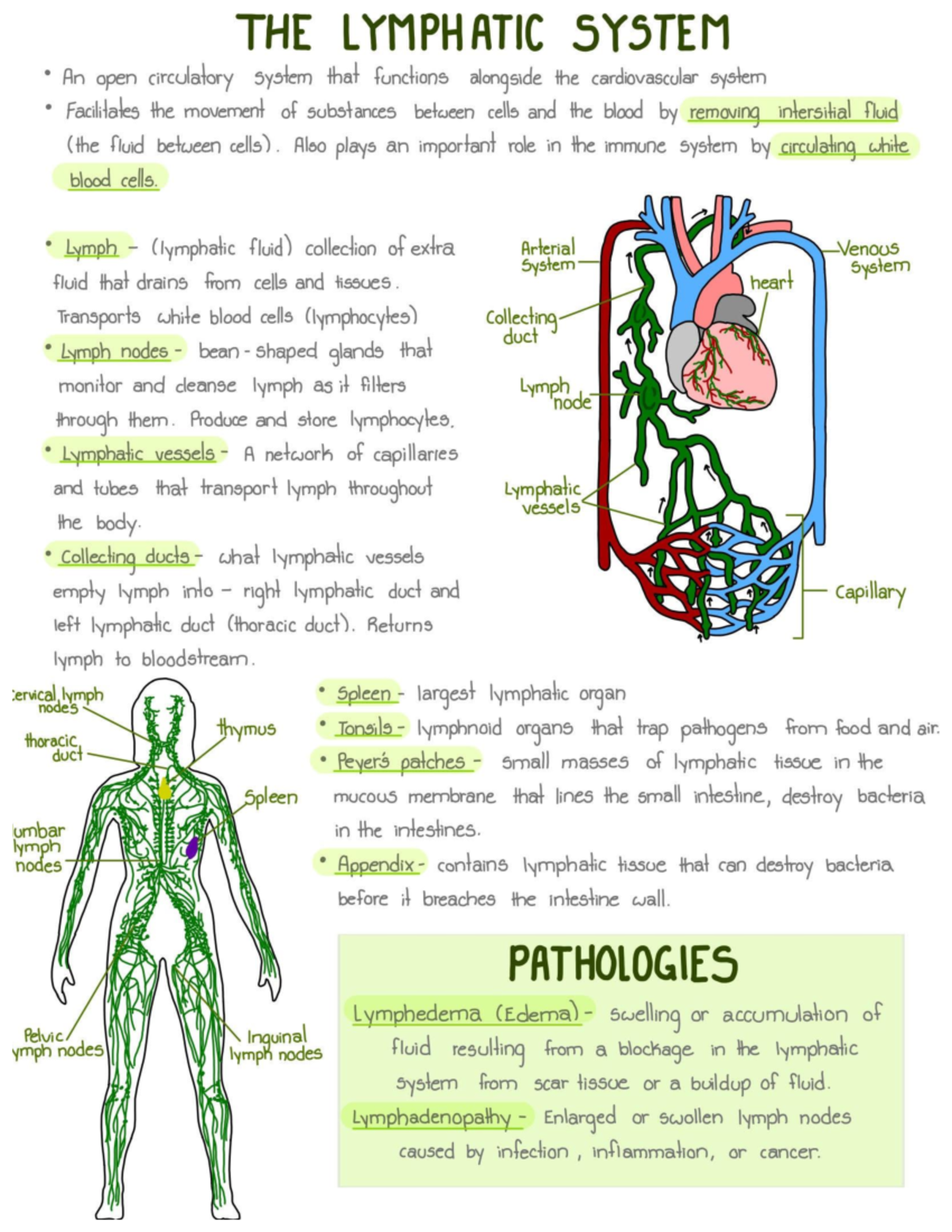 The Lymphatic System - Lecture human anatomy notes. - Human Anatomy ...