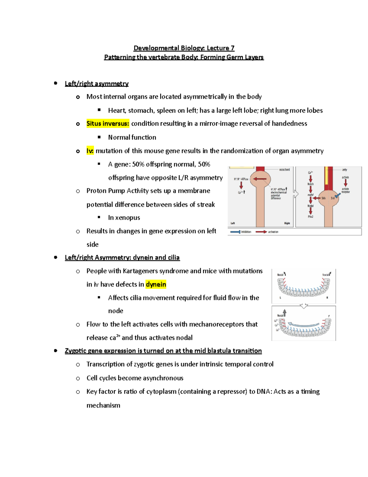 Developmental Biology lecture 7 - Studocu