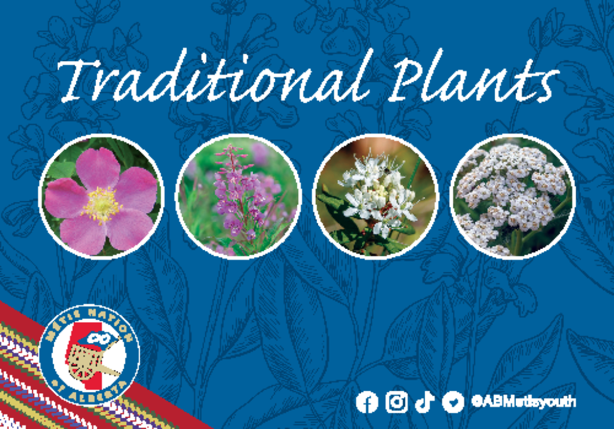 Youth Department Traditional Plant Flashcards - Traditional Plants ...