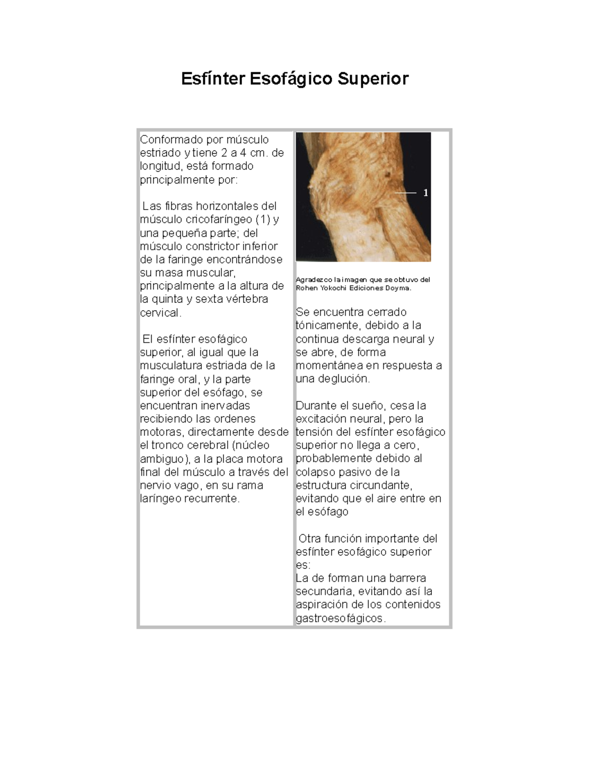 Esfínter Esofágico Superior - Esfínter Esofágico Superior Conformado ...