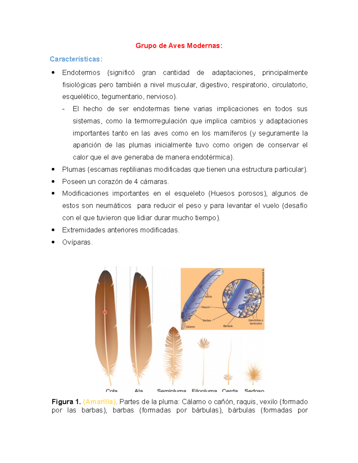 Clase- Grupo de Aves Modernas - Grupo de Aves Modernas: Características ...