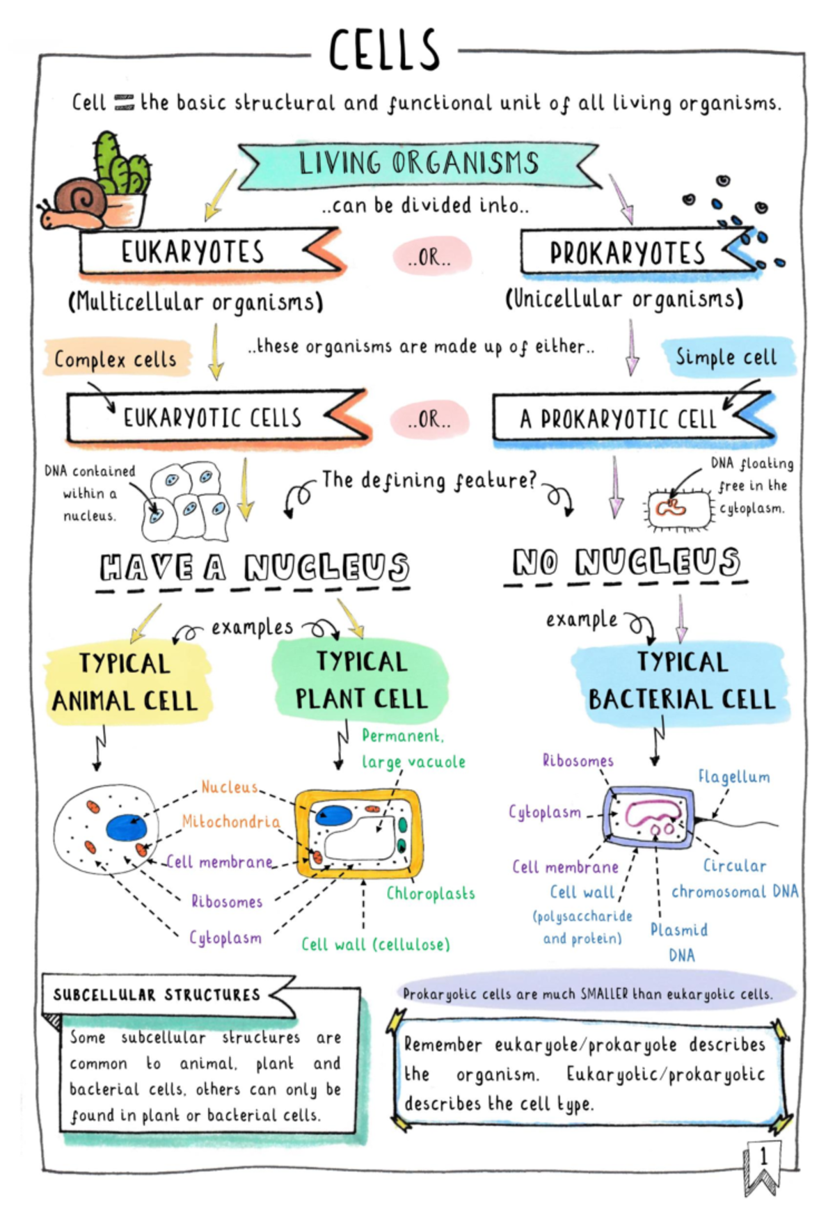 Cells(chapter 1) - Cells(chapter 1) - CELLS Cell II the basic ...