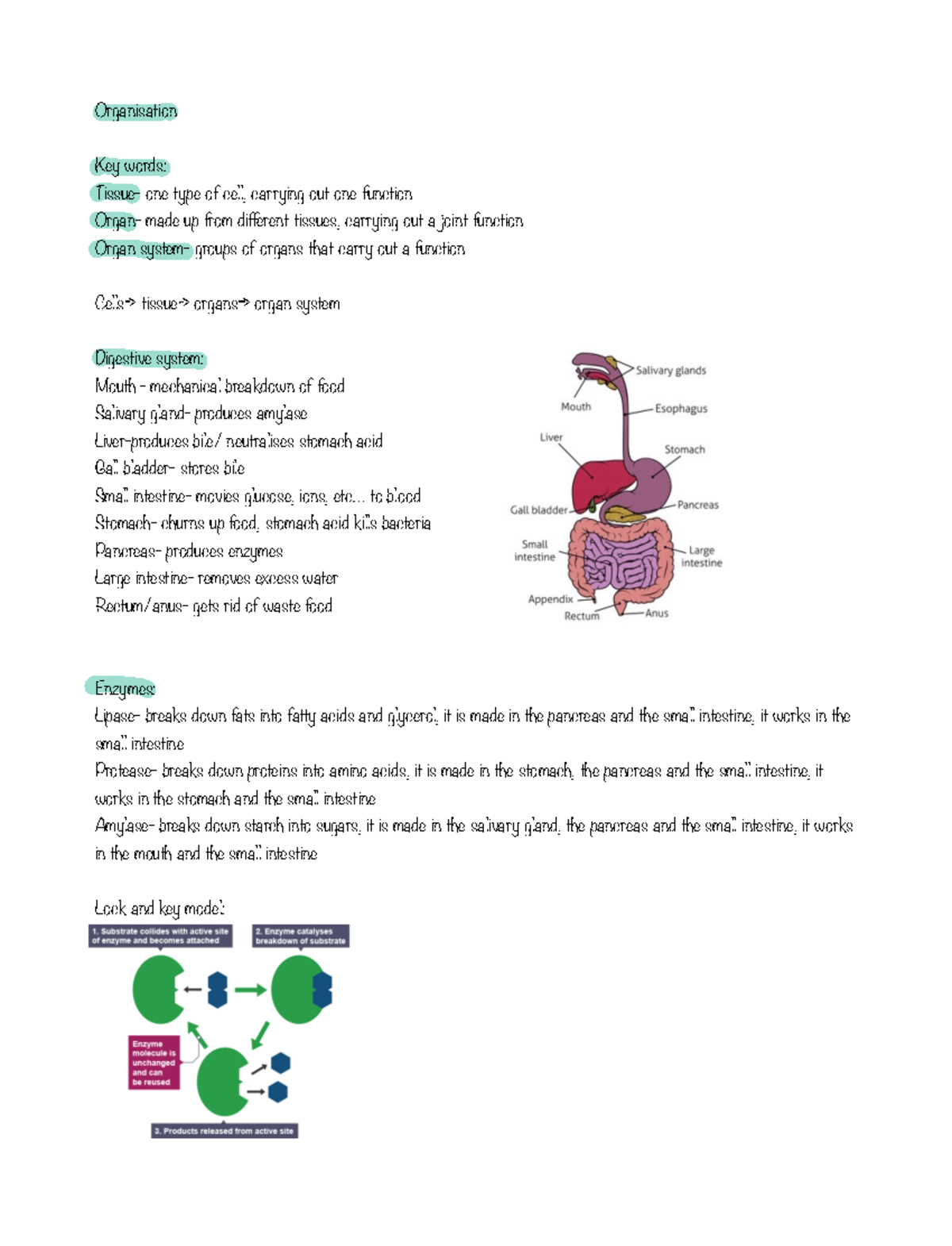 GCSE AQA Biology Unit 2 organisation grades 9-1 - Organisation Key ...