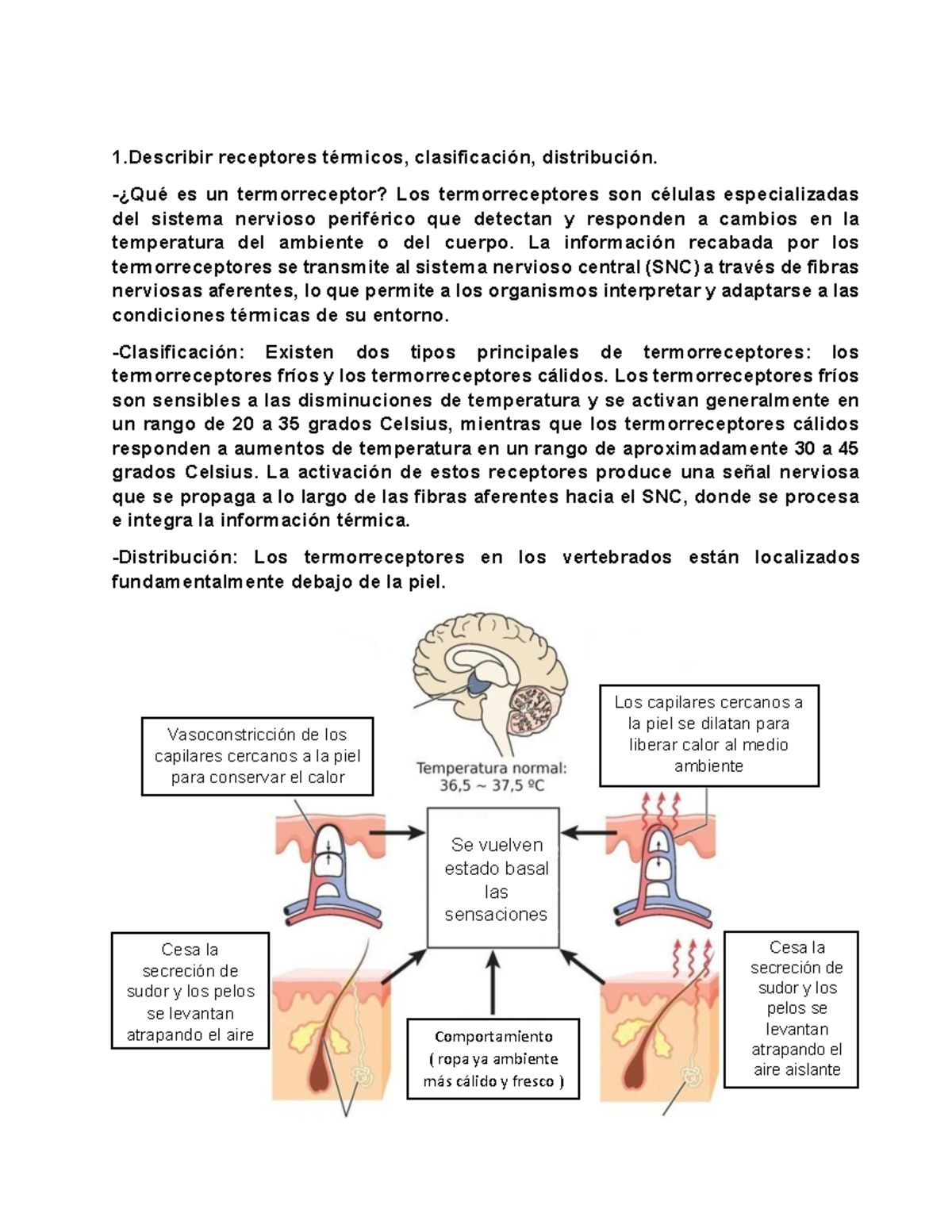 1fgh - 1 receptores térmicos, clasificación, distribución. -¿Qué es un ...