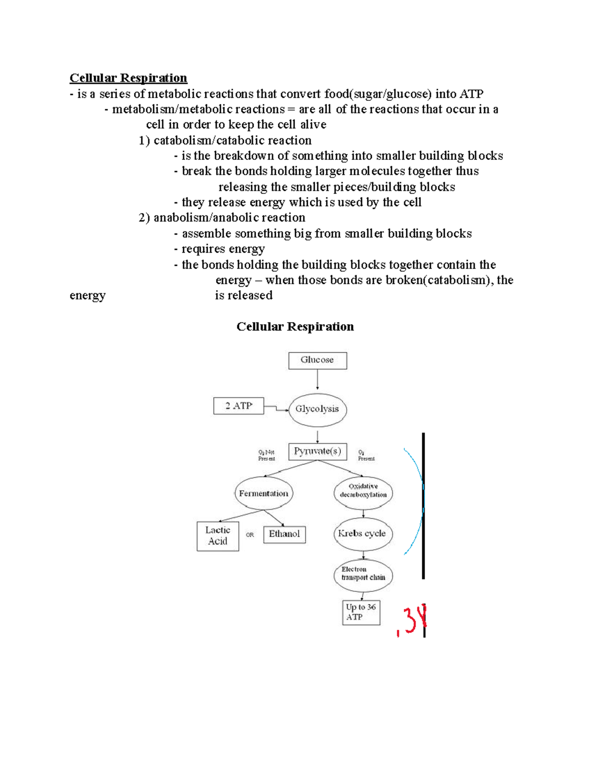BIO 221 Unit 1D - Cellular Respiration is a series of metabolic ...