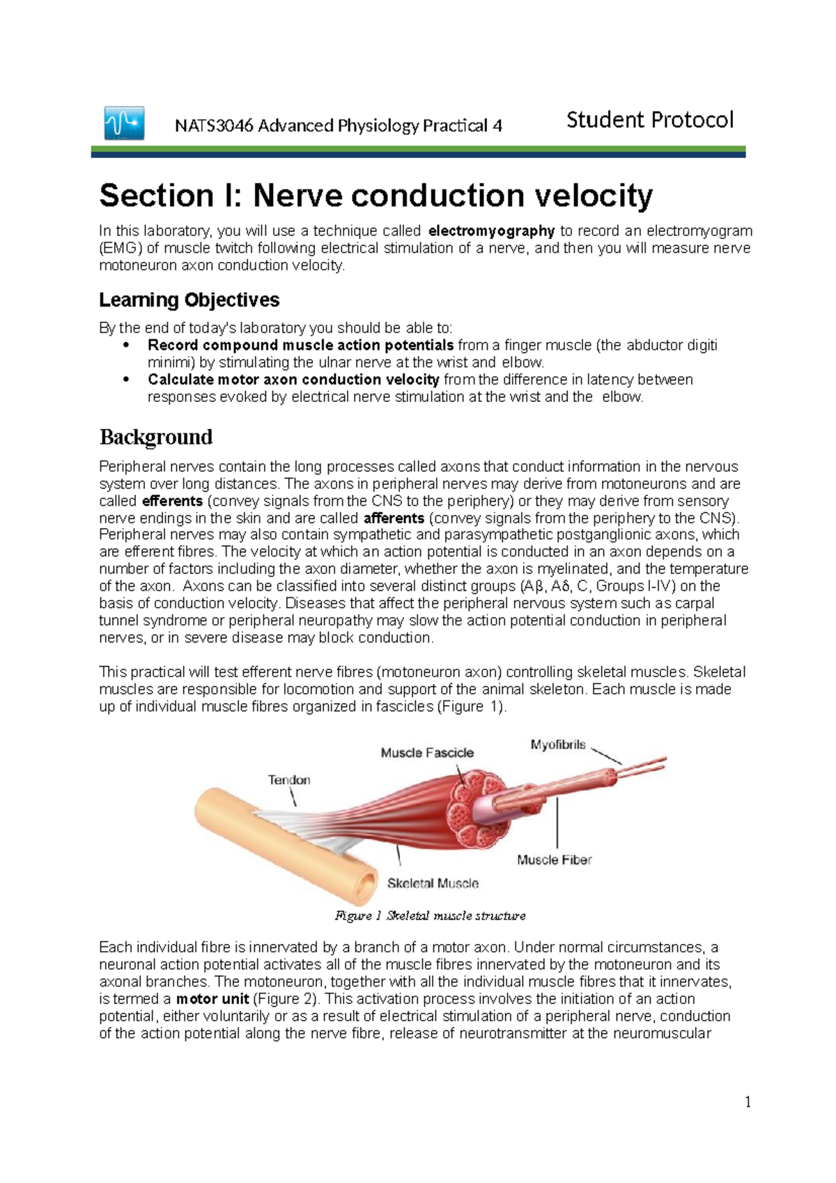 Advanced Physiology Prac 4 2022 - Section I: Nerve conduction velocity ...