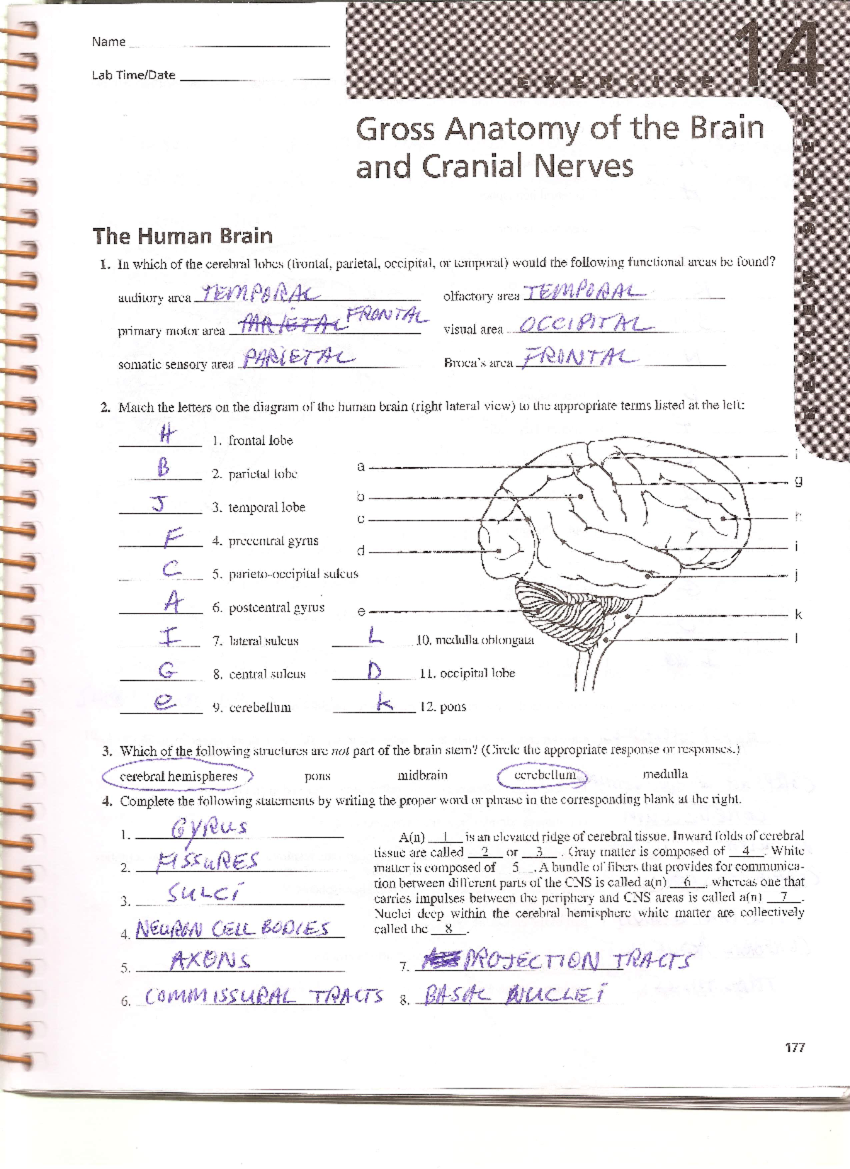 Lab Ex - notes - Nursing - Studocu