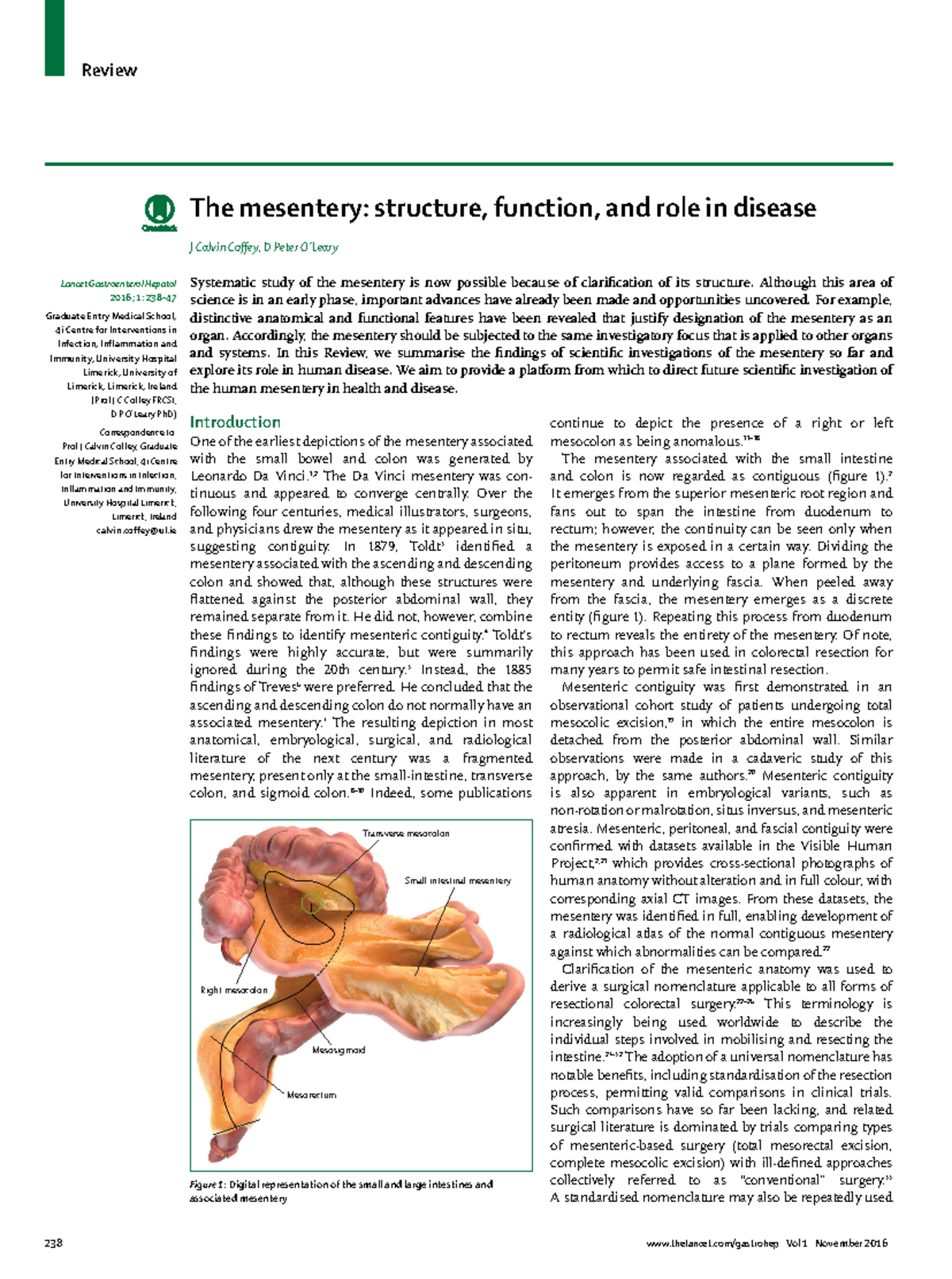 Paper mesenterium - The mesentery: structure, function, and role in ...
