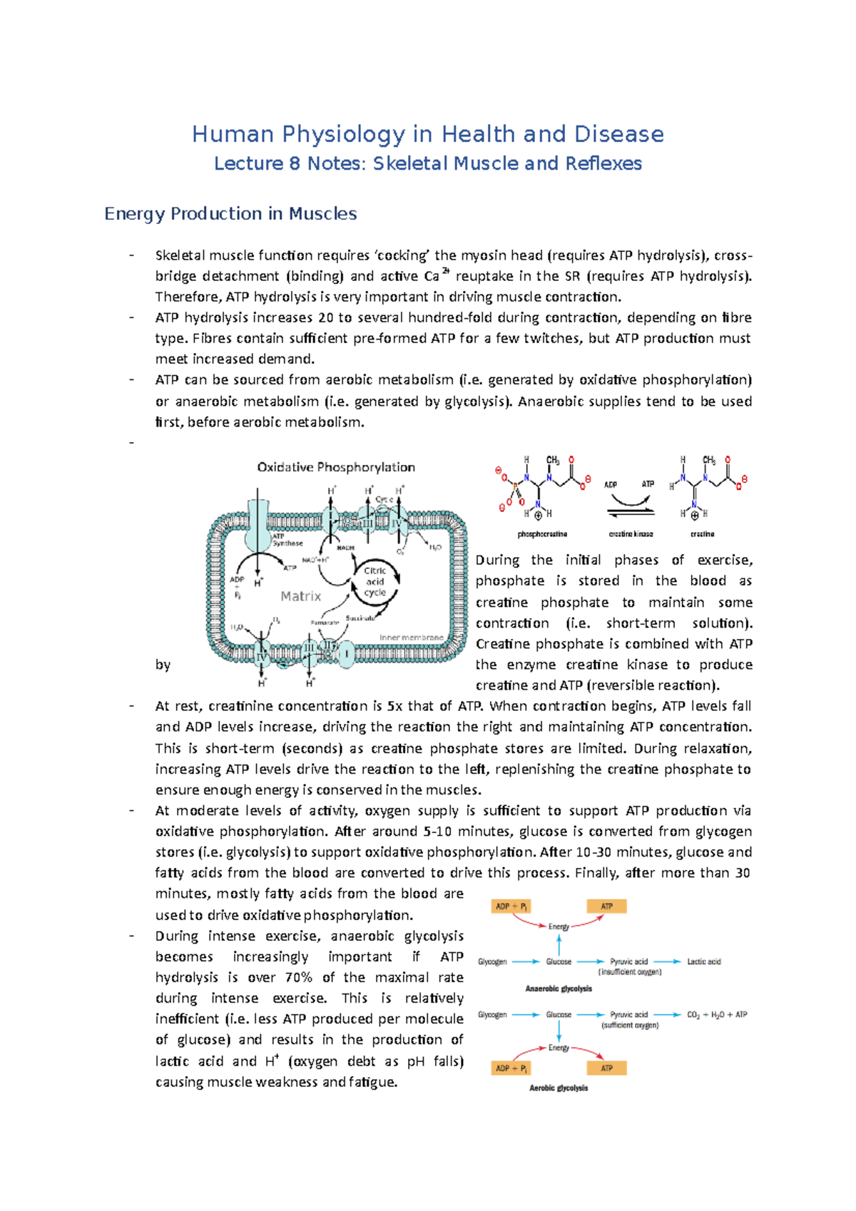 Lecture 8 Notes (Skeletal Muscle Force Generation for Contraction ...