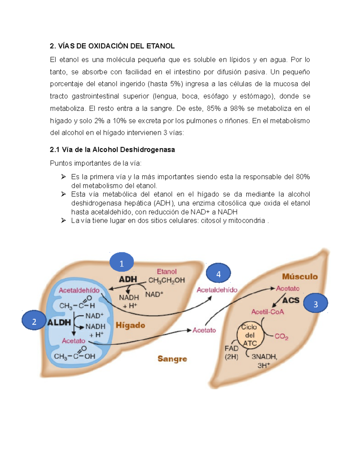Vías de oxidación del etanol (ADH, MEOS Y CATALASAS) - 2. VÍAS DE ...