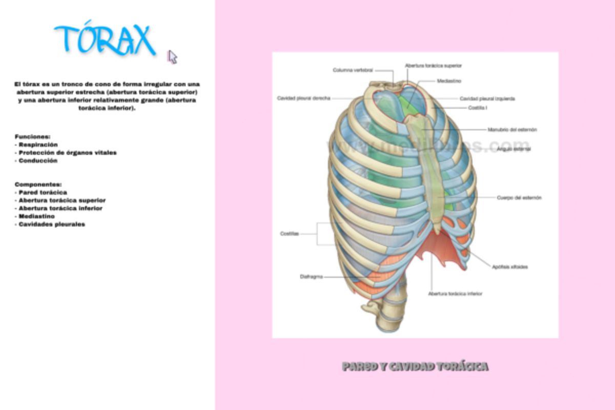TÓRAX - Partes del tórax, su composición - Anatomía Patológica - Studocu