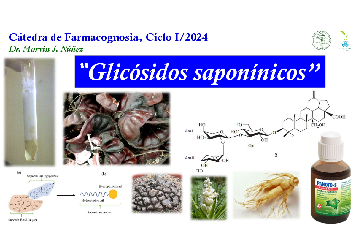Saponinas 2024 - Cátedra de Farmacognosia, Ciclo I/ Dr. Marvin J. Núñez ...