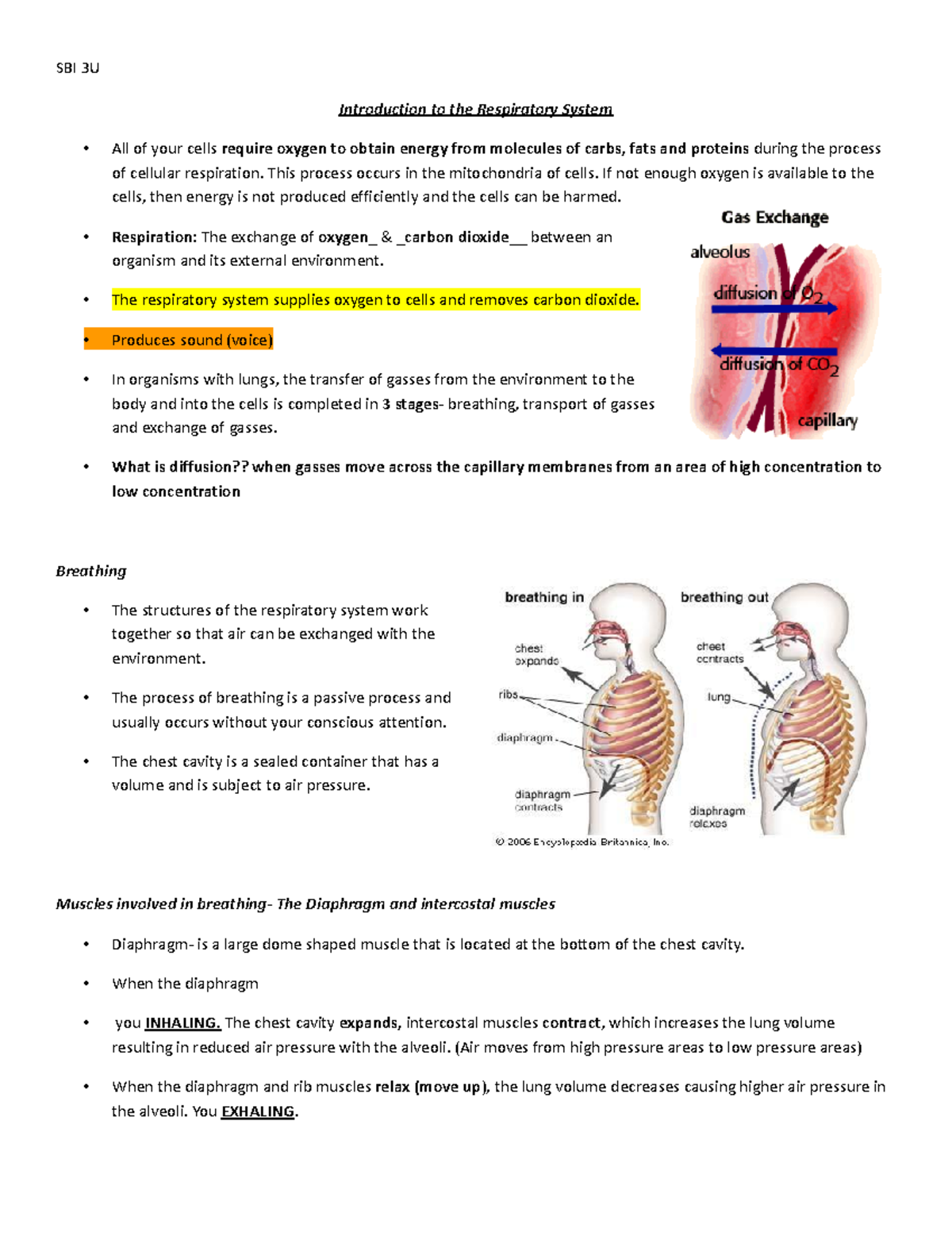 Introduction to the Respiratory System note - Introduction to the ...