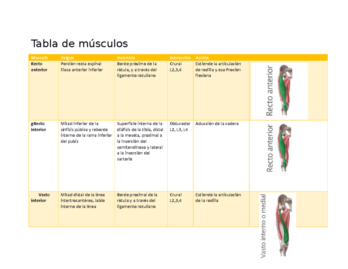 Tabla de musculos de miembro inferior - Tabla de músculos Musculo ...
