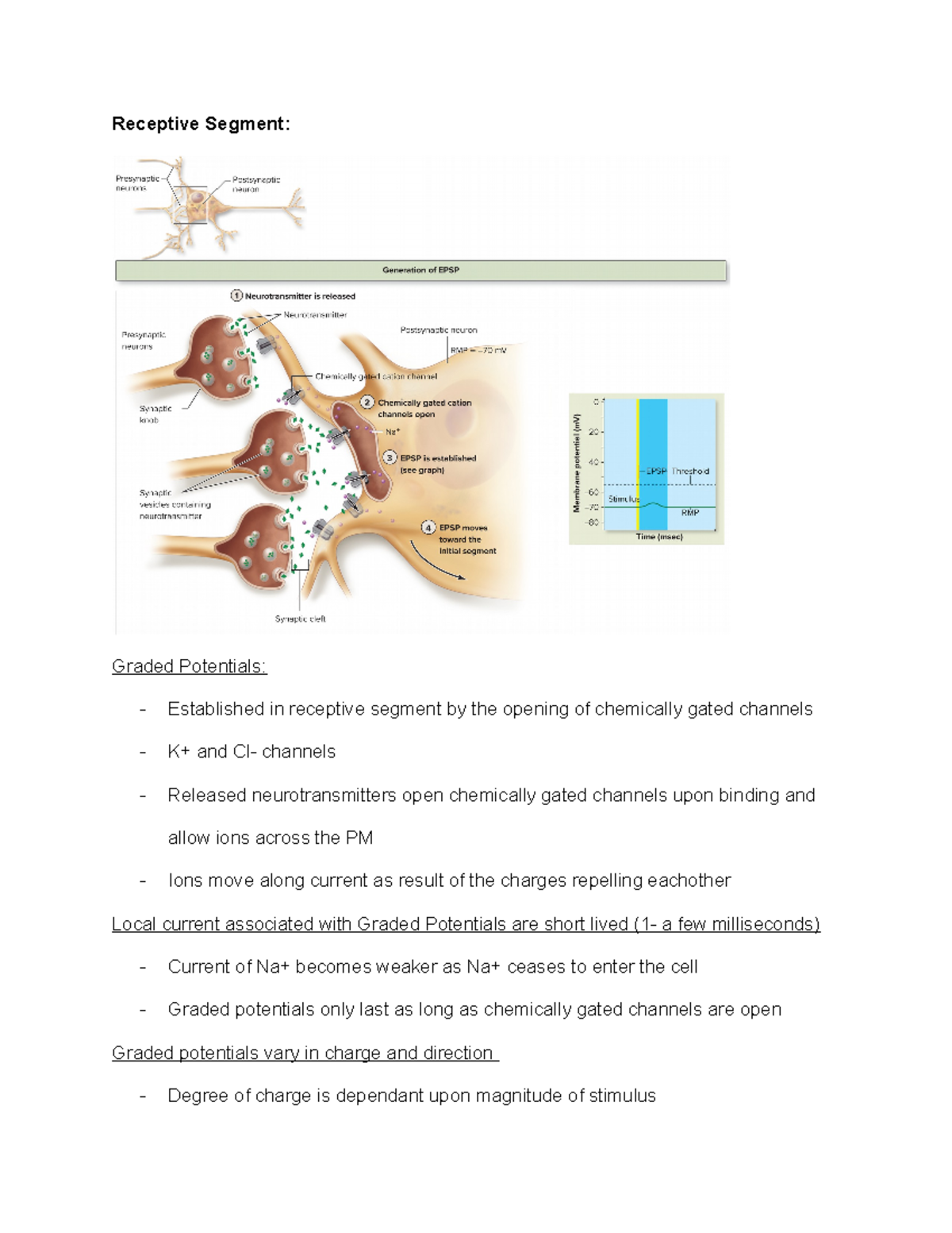 Physiology of neurons - Receptive Segment: Graded Potentials ...