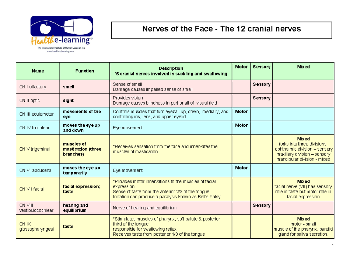 Cranial Nerves Guide - crenial - 1 Nerves of the Face - The 12 cranial ...