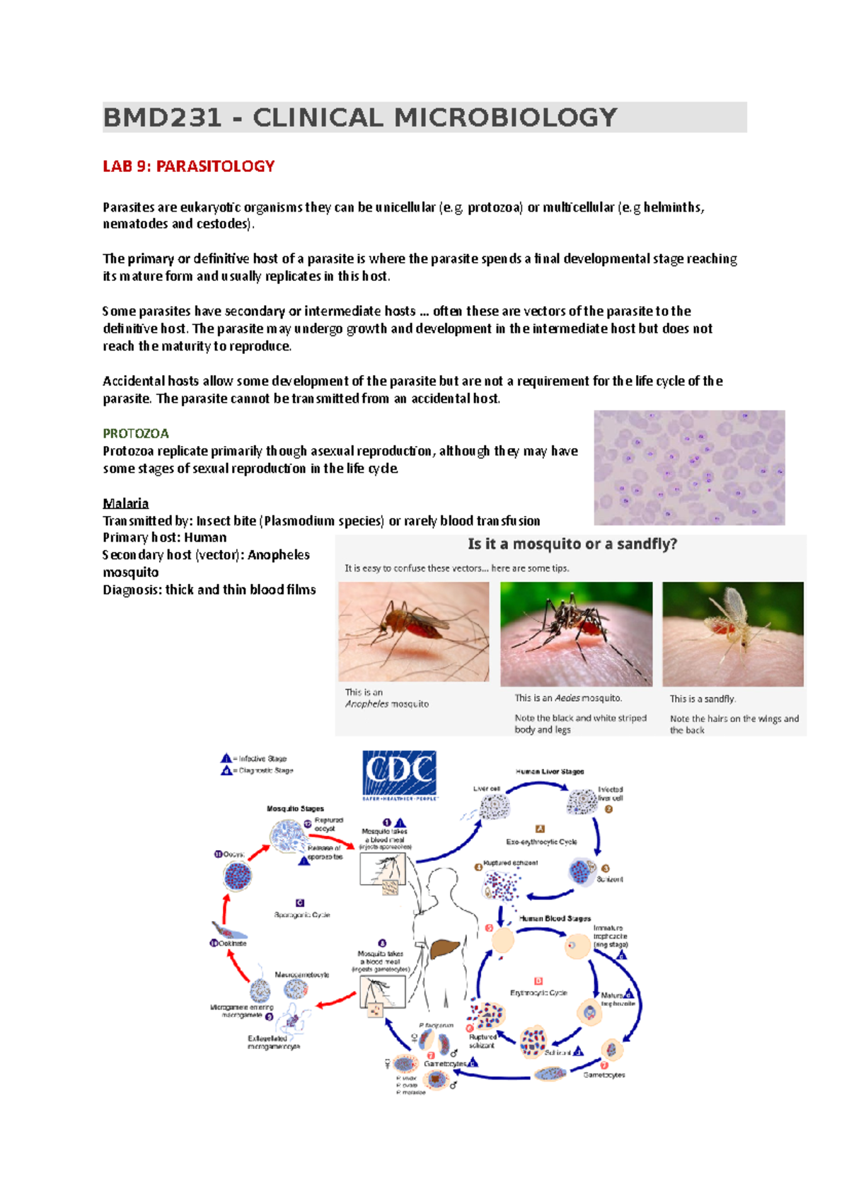 BMD231 Lab 9 - PARASITOLOGY - BMD231 - CLINICAL MICROBIOLOGY LAB 9 ...