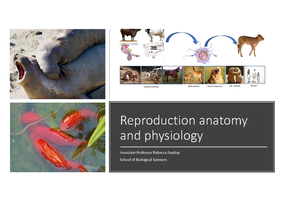 Week 2 Lecture Book - Reproduction anatomy and physiology Associate ...
