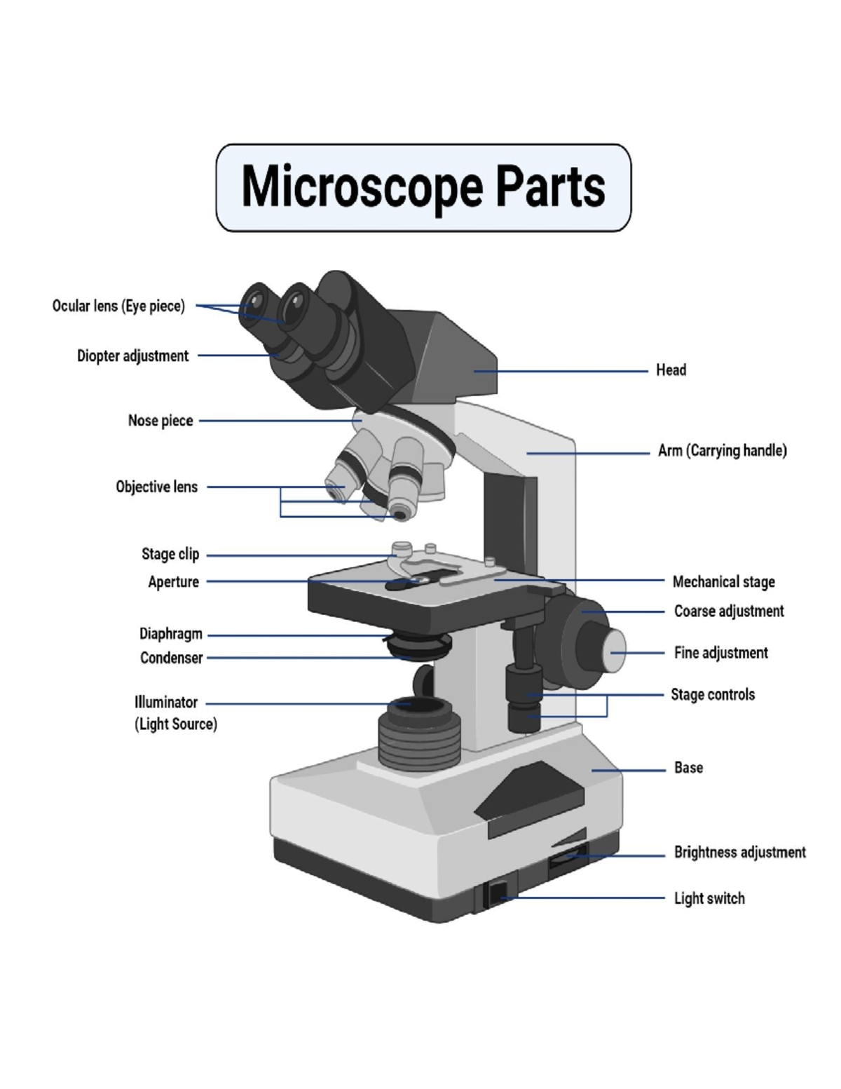 Microscope - There are three structural parts of the microscope. Head ...