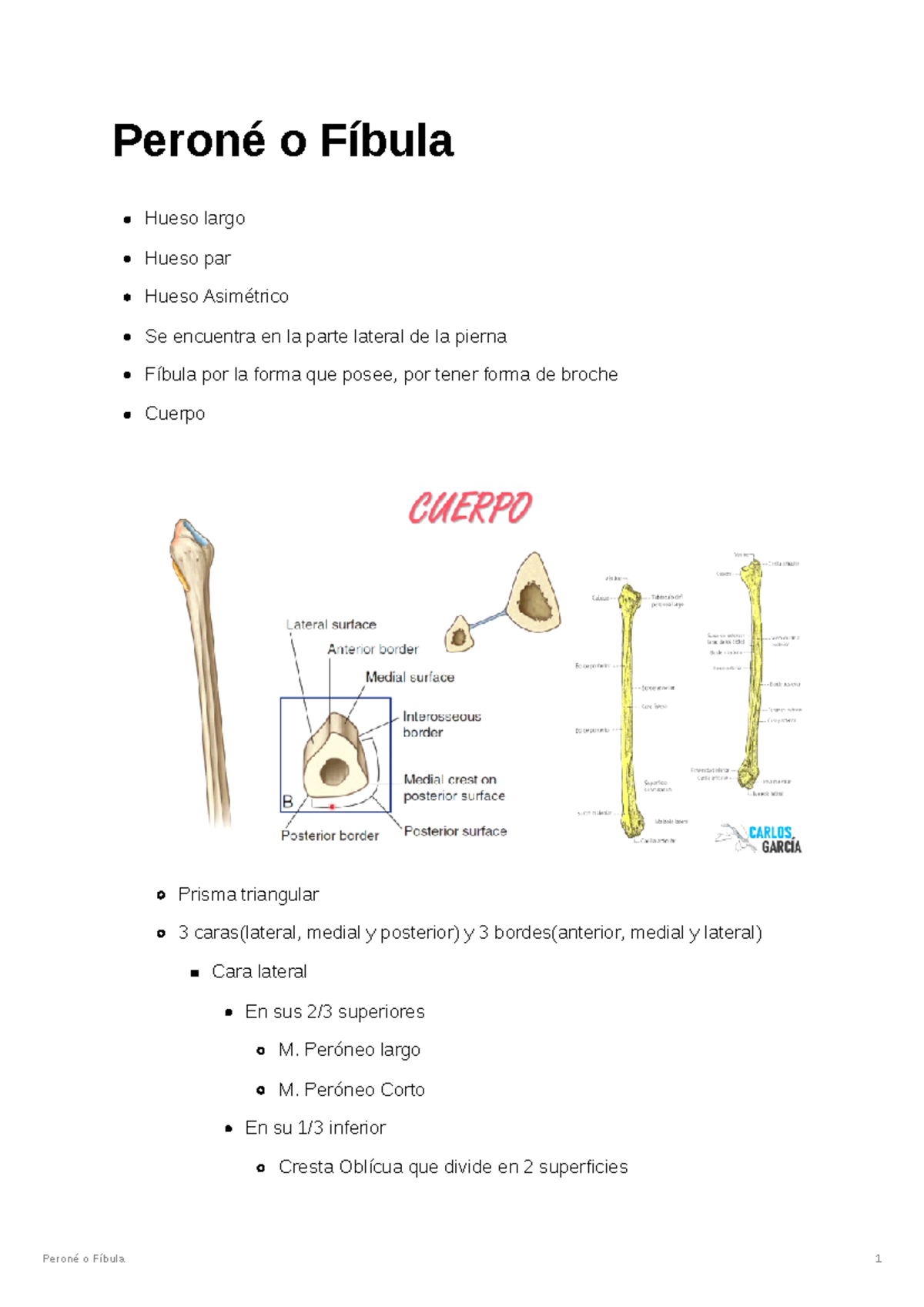 Peroné o Fíbula - Peroné o Fíbula Hueso largo Hueso par Hueso ...