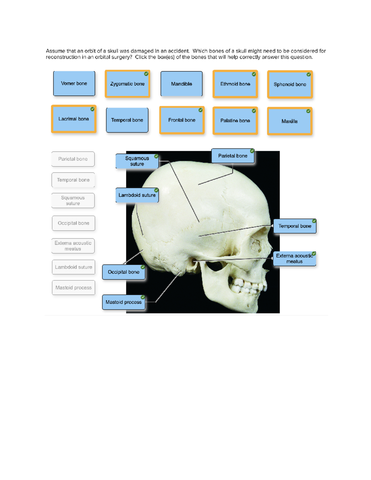Skeletal system post-lab quiz - BIOL 1134 - Studocu