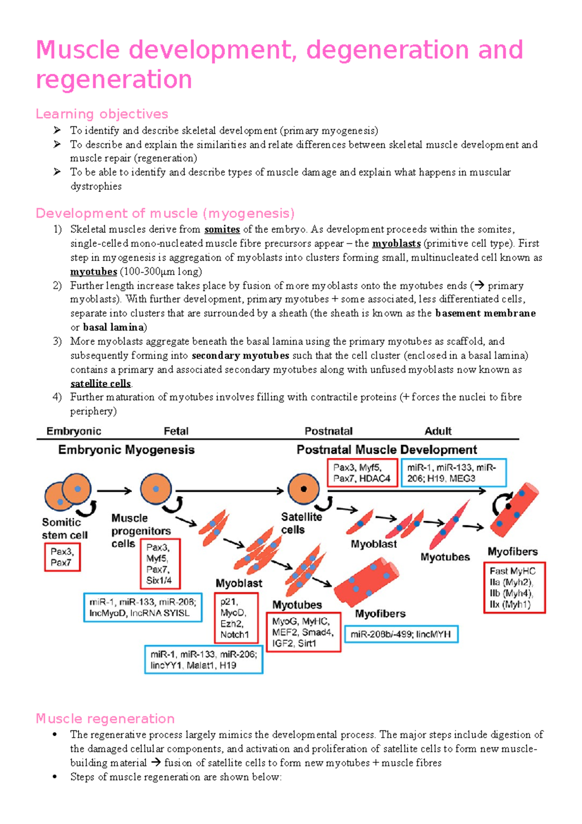Muscle development, degeneration and regeneration - Muscle development ...