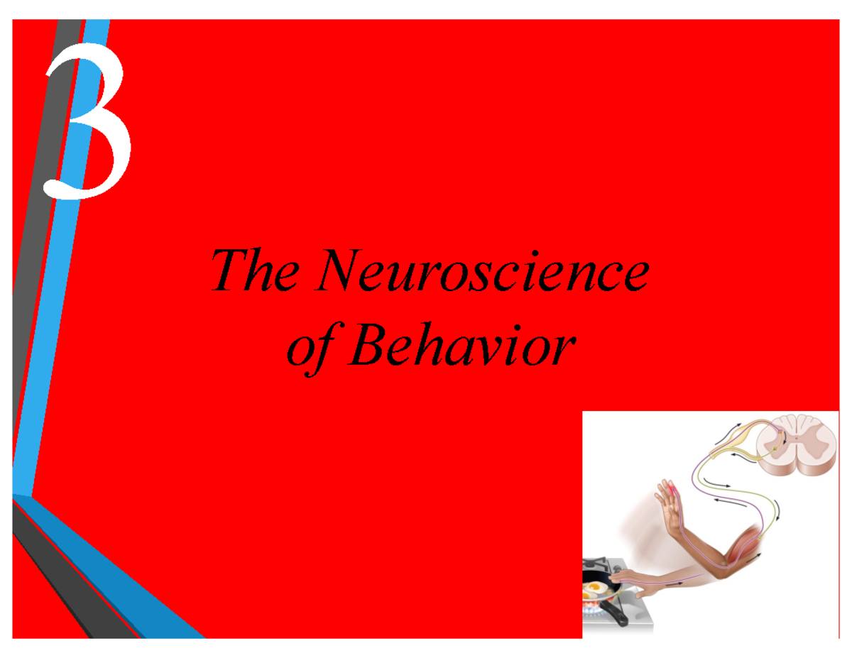 Prof Lecture Slides - The Neuroscience of Behavior 3 3 Introduction ...