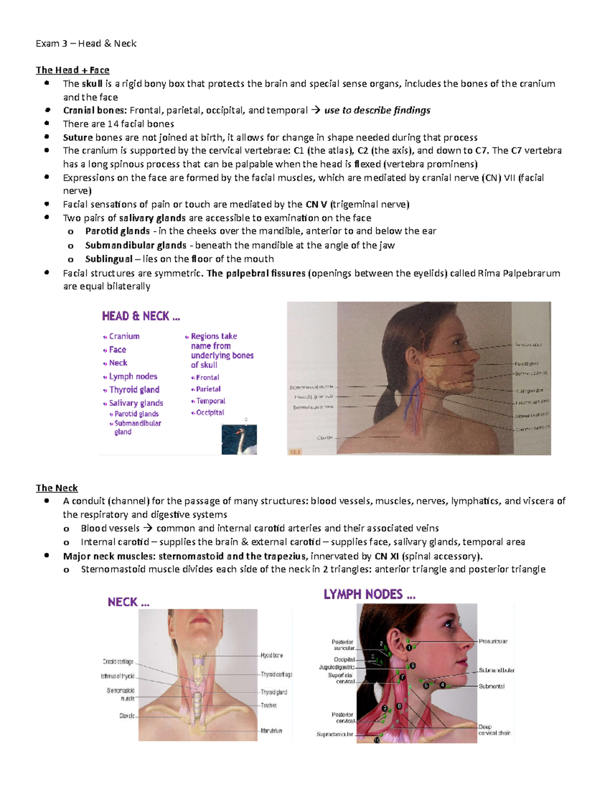 295- Head, Neck - studyguide - The Head + Face The skull is a rigid ...