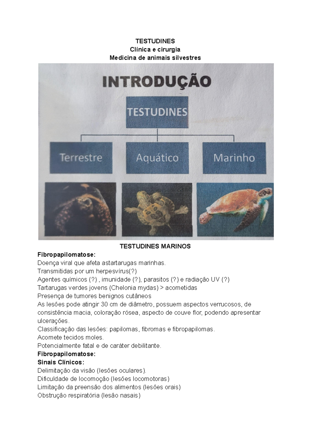 Testudines - TESTUDINES Clínica e cirurgia Medicina de animais ...