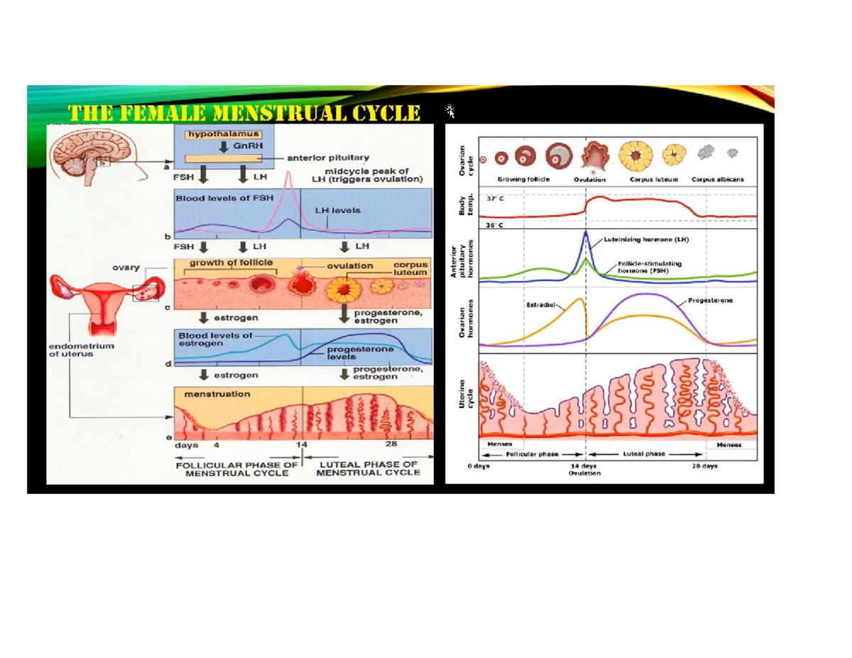 Female Menstrual Cycle - THE FEMALE MENSTRUAL CYCLE hypothalamus GnRH ...