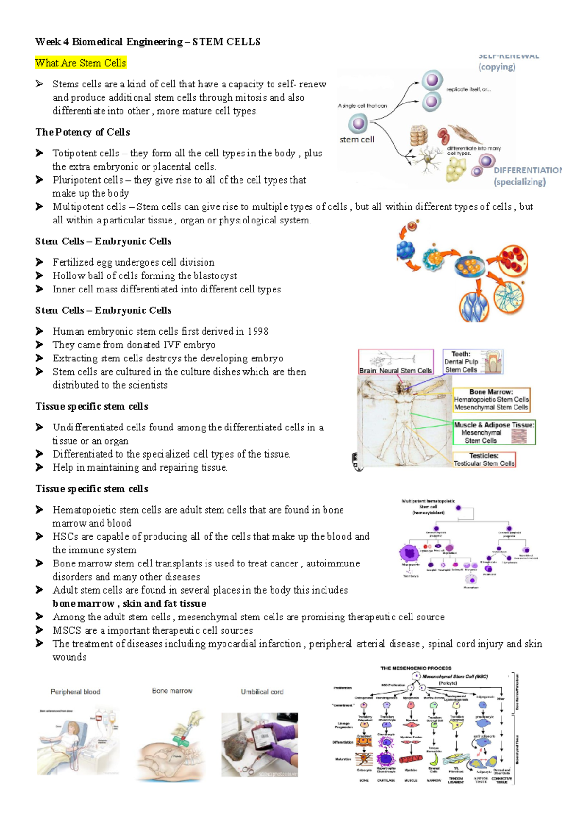 Week 4 Biomedical Engineering - The Potency of Cells Totipotent cells – they form all the cell ...