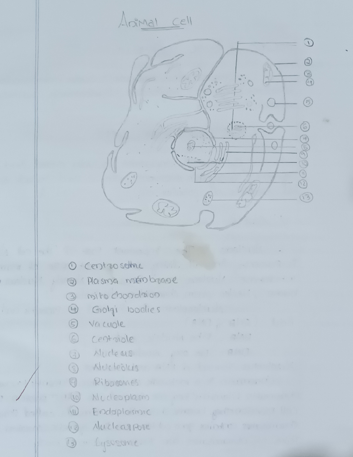 Anatomy 3 - Angiosperm - Anatomy and Physiology - Studocu