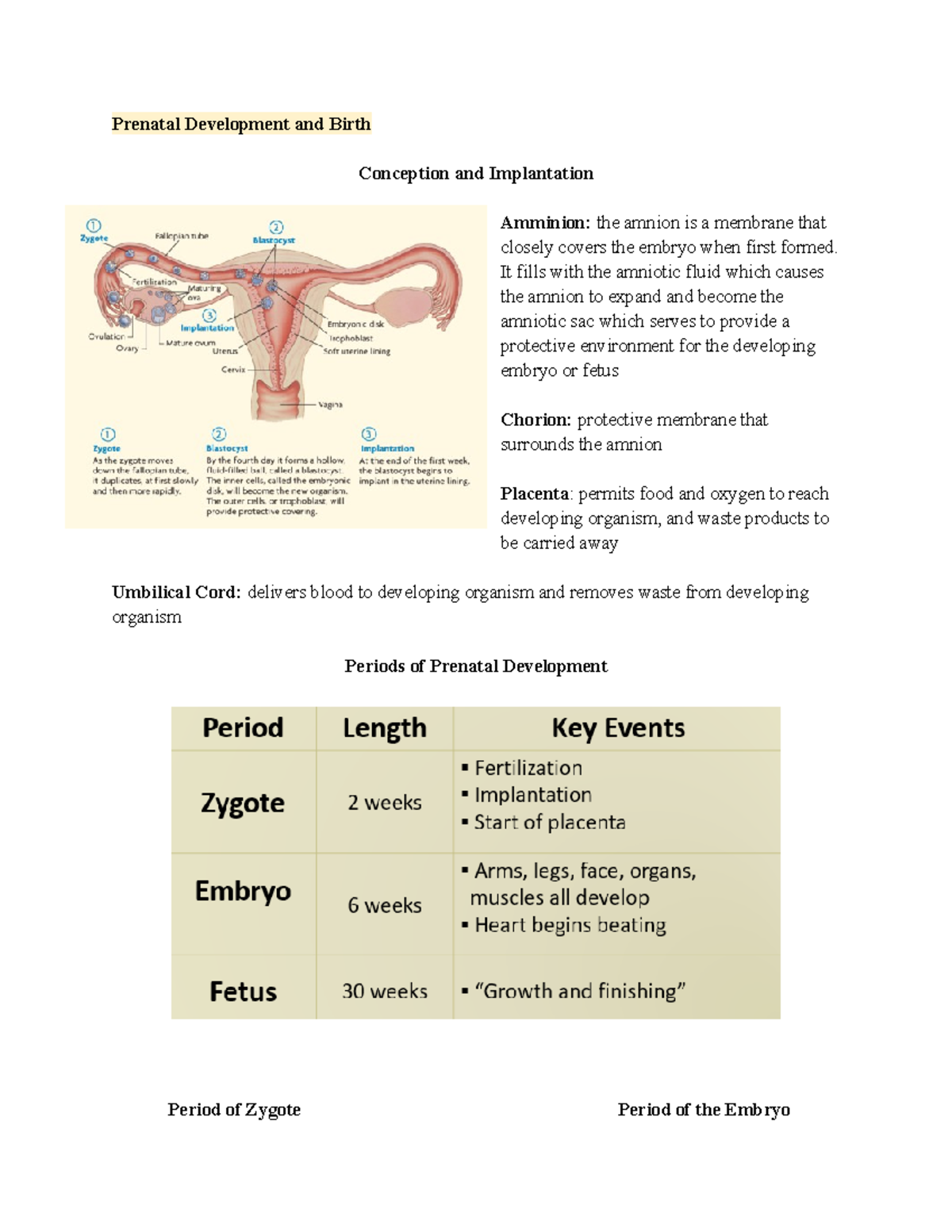 Prenatal Development and Birth - Prenatal Development and Birth ...