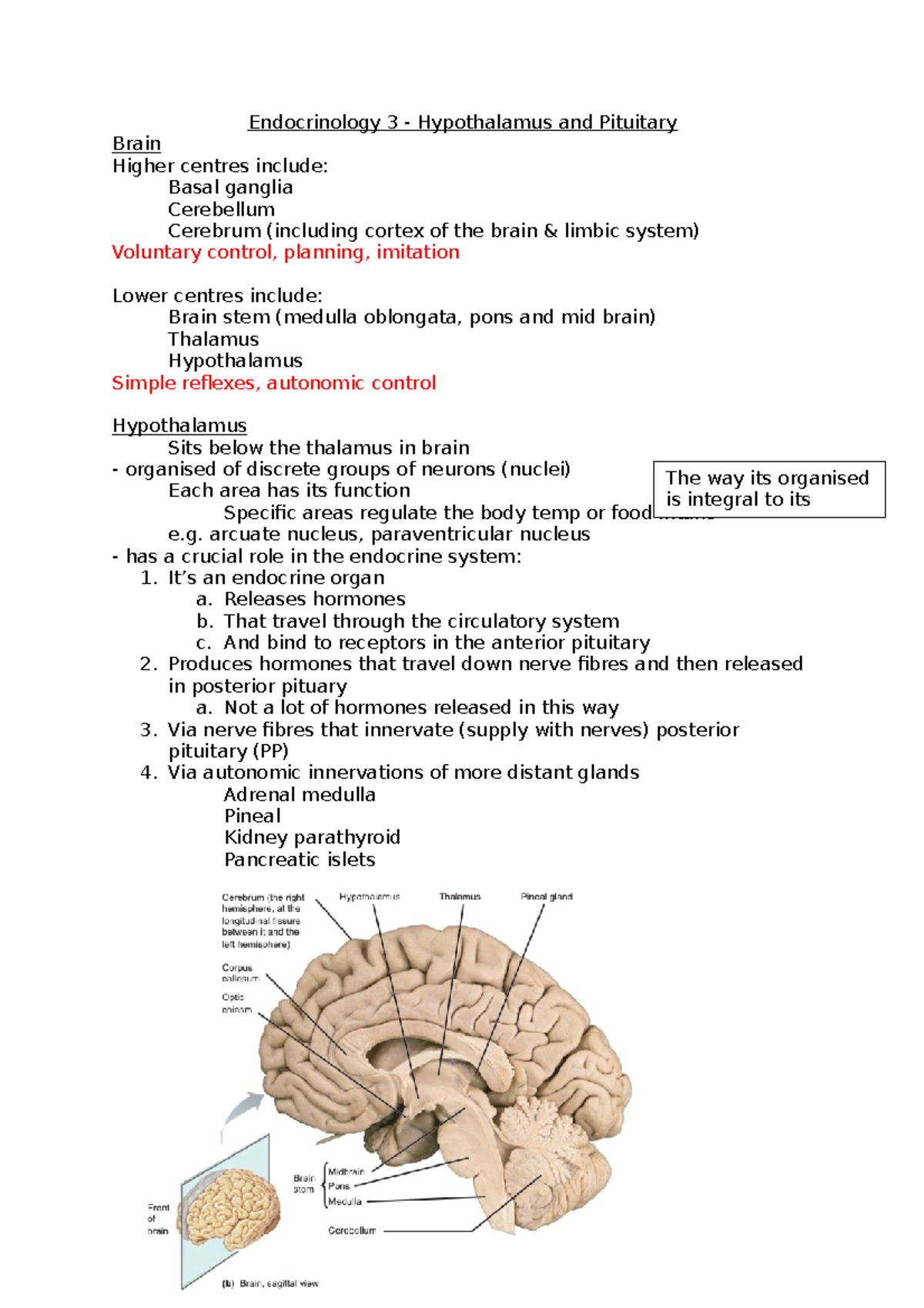 Endocrinology 3 - Dr Cathy Slack - Endocrinology 3 - Hypothalamus and ...