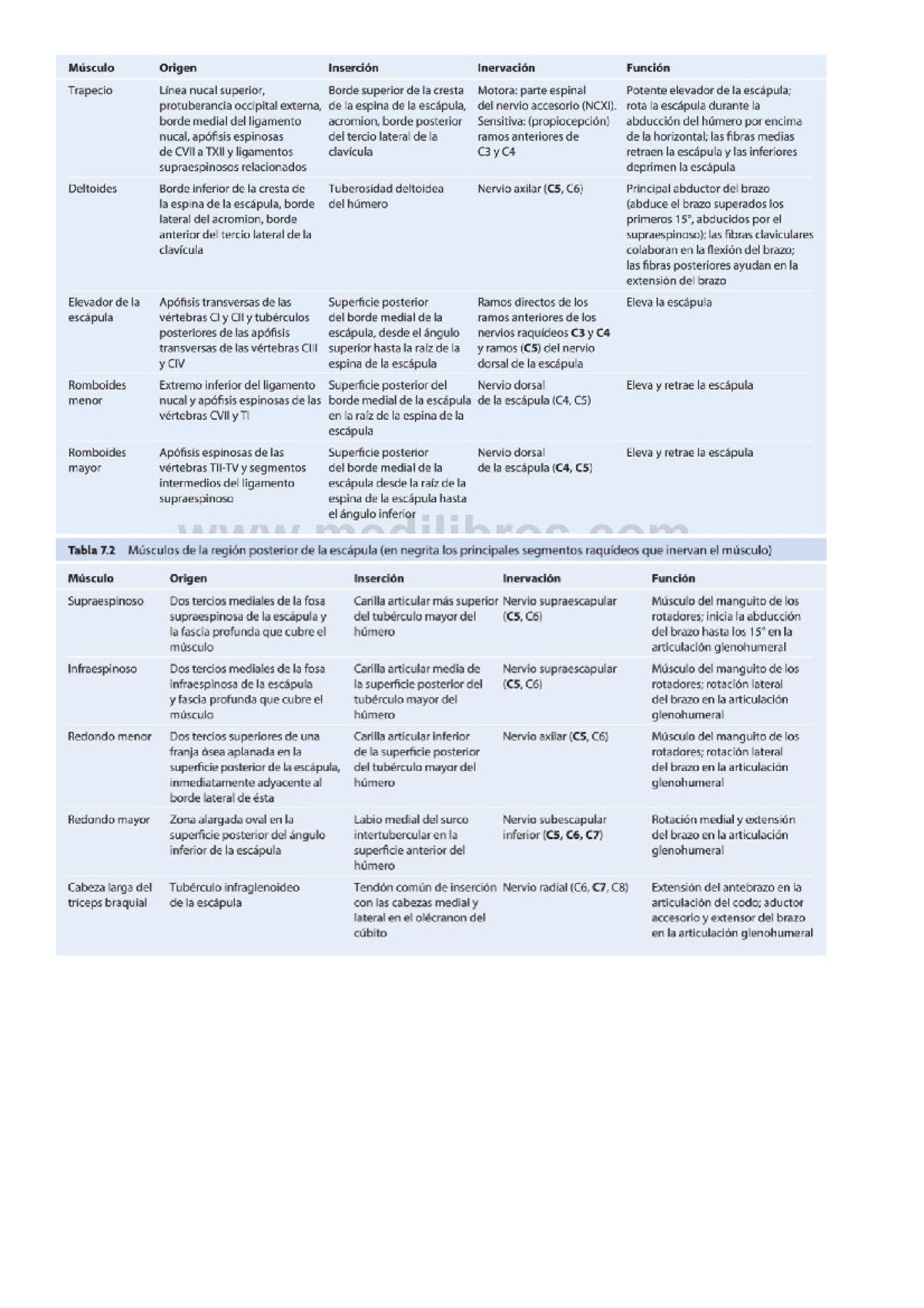 Muaculos Hombro - Anatomía - Studocu