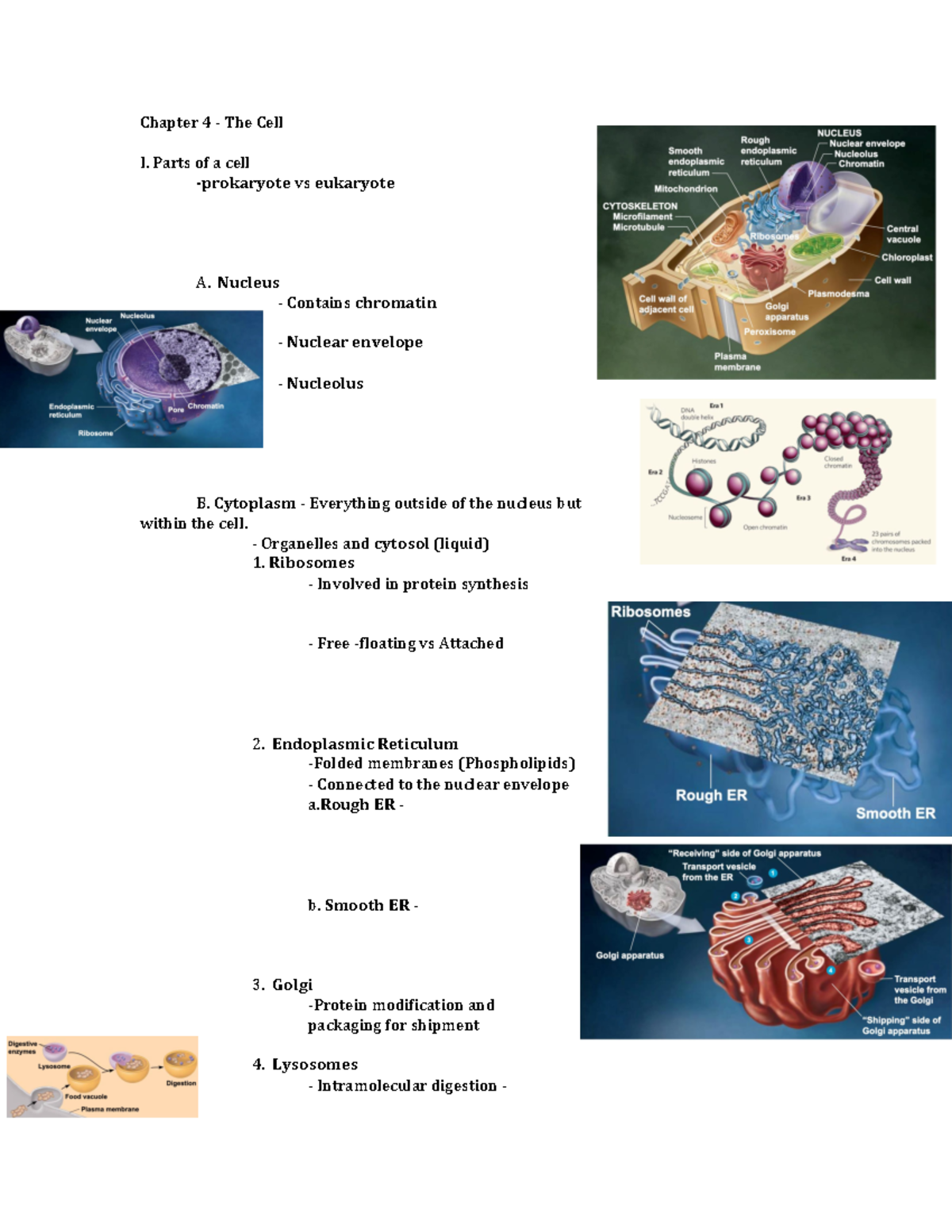 Chapter 4 - The Cell - Chapter 4 - The Cell I. Parts of a cell - prokaryote vs eukaryote A ...