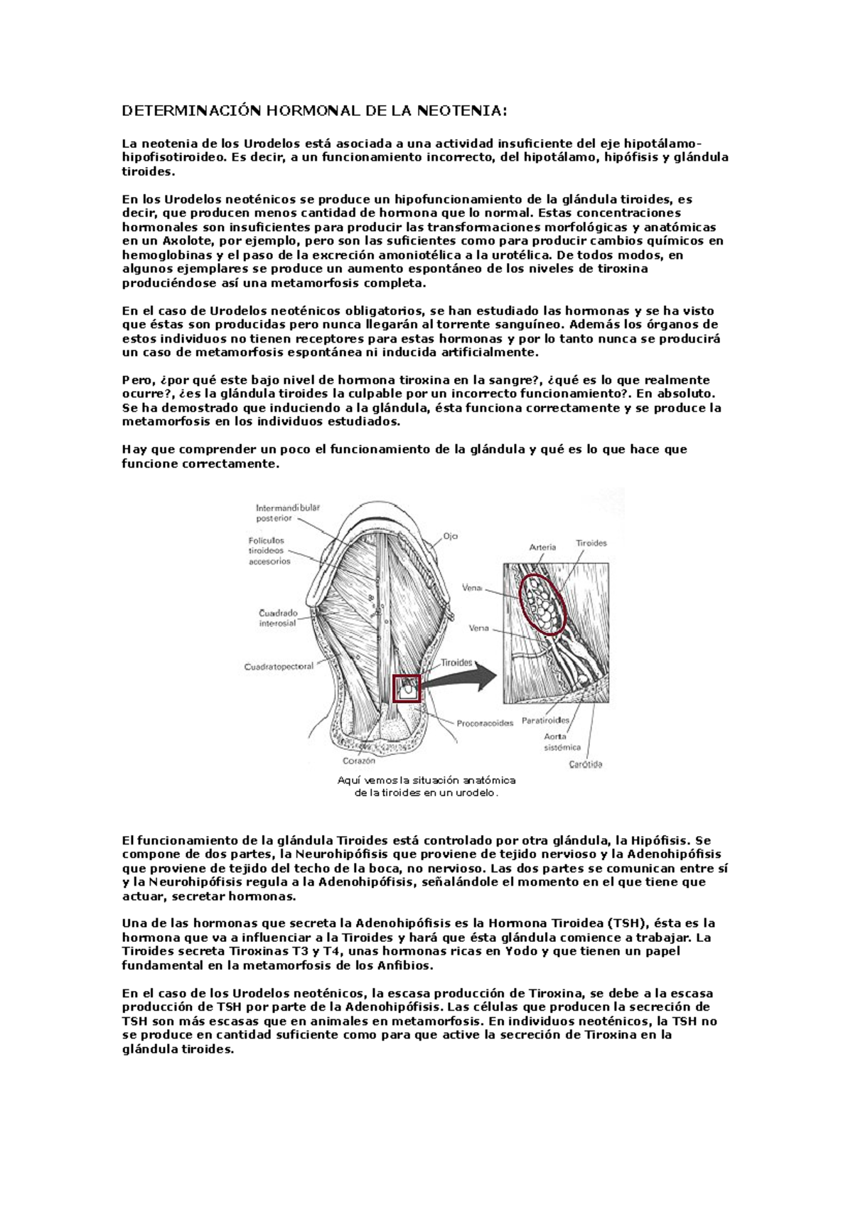 Determinación Hormonal de la Neotenia en Urodelos - DETERMINACIÓN ...