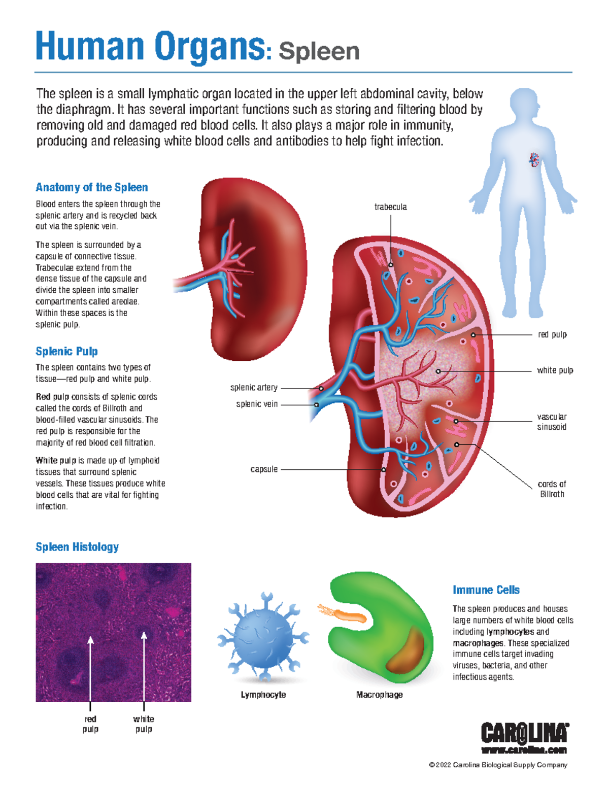 Spleen info - Summary Medical Surgical Nursing - splenic artery splenic ...