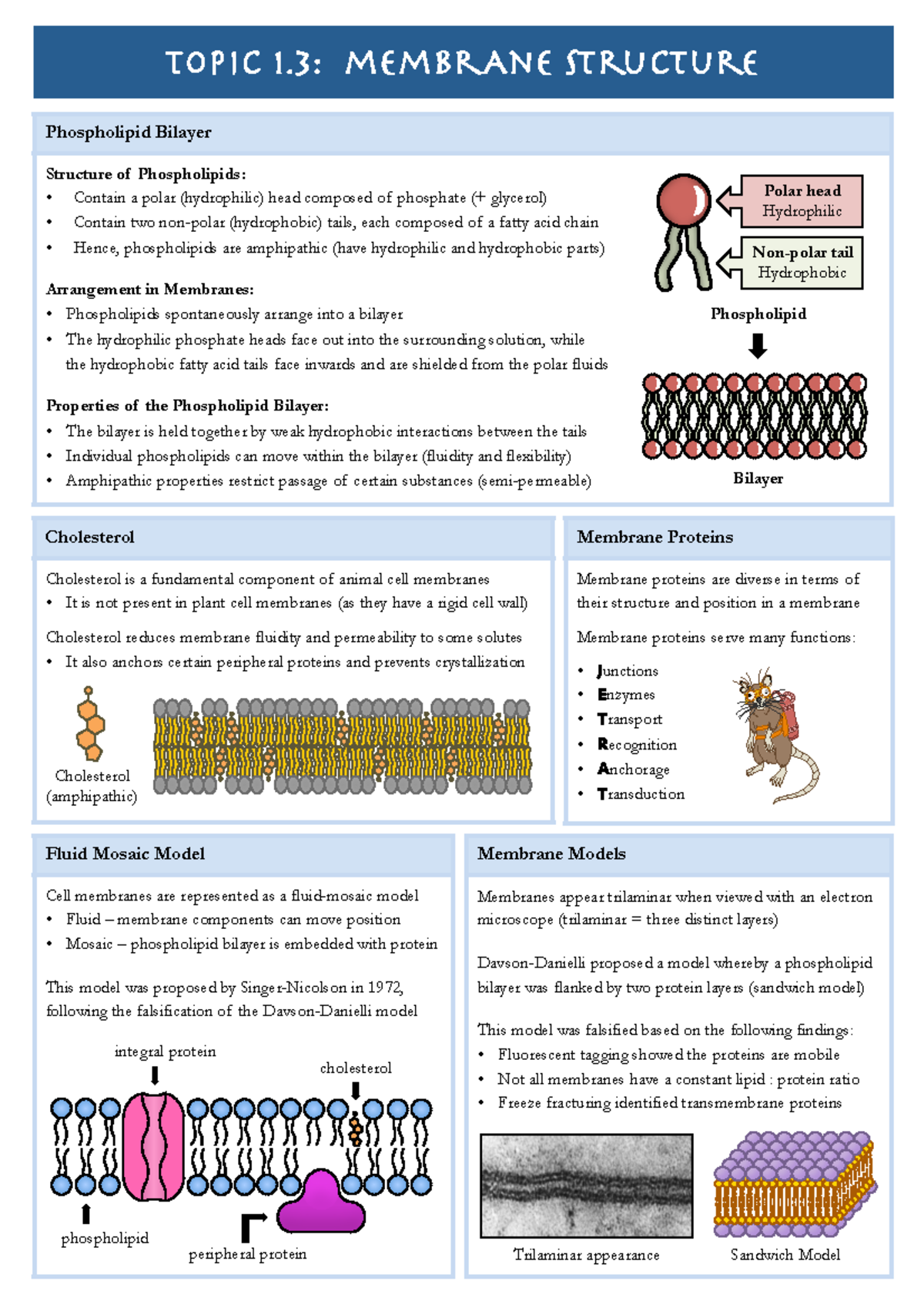 1.3 Membrane Structure - Fluid Mosaic Model Cell membranes are ...