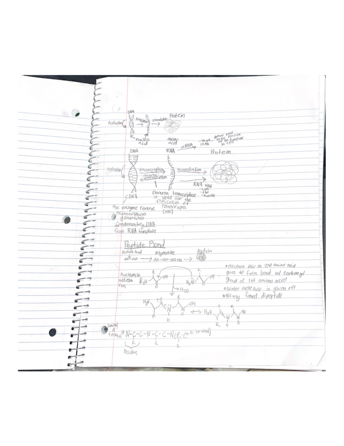 Protein - Notes describe central dogma, including reverse transcription ...