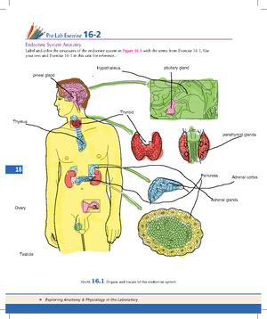 Unit 16 Pre-Lab Exercise 16-3 kj - Endocrine System n UNIT 16 n 423 16 ...