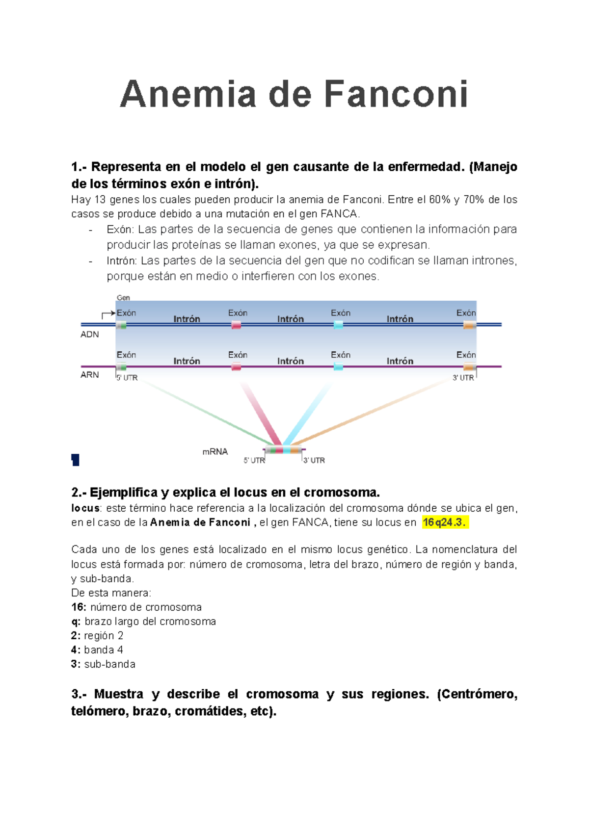 Documento sin título - trabajo expositivo - Anemia de Fanconi 1.- Representa en el modelo el gen ...